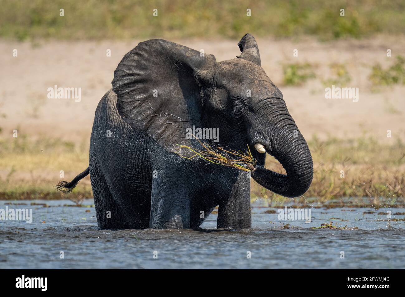 African elephant stands washing grass in water Stock Photo - Alamy