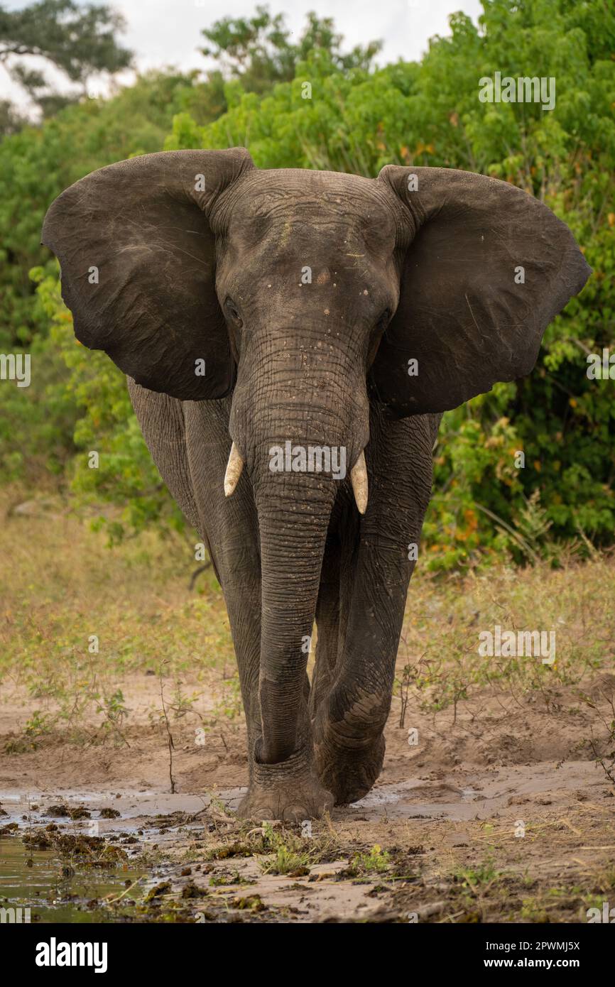 African elephant walking to camera hi-res stock photography and images ...