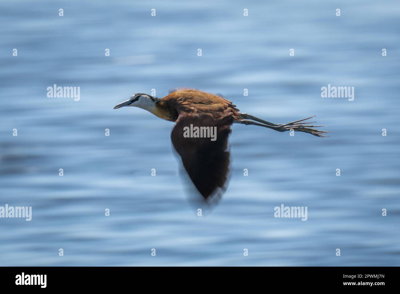 African jacana chobe river hi-res stock photography and images - Alamy