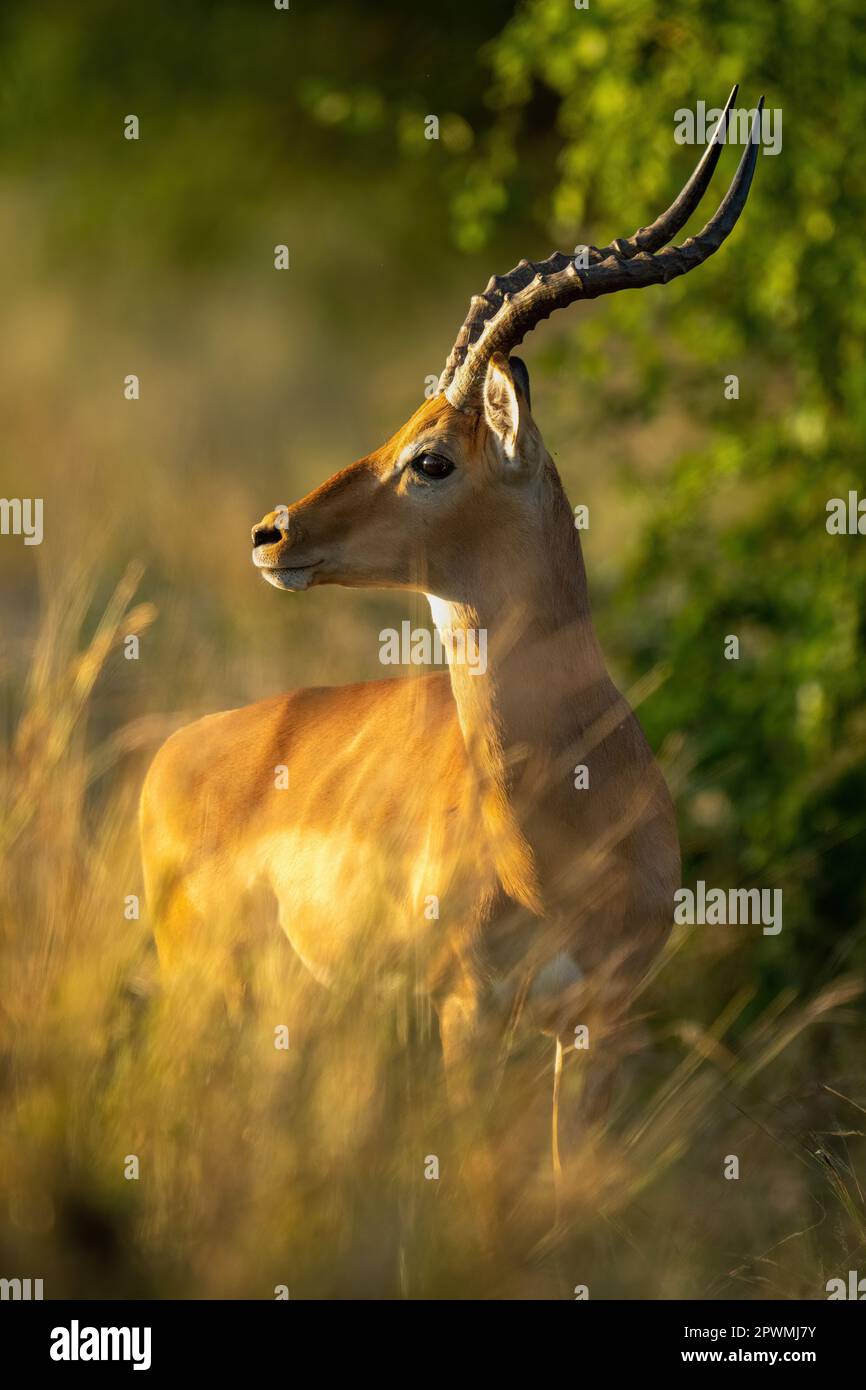 Impala antelope in golden light hi-res stock photography and images - Alamy