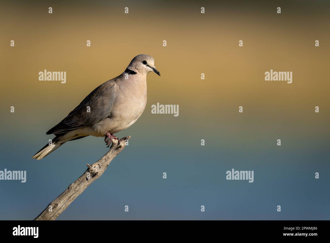 Ring-necked dove on stump in golden light Stock Photo - Alamy
