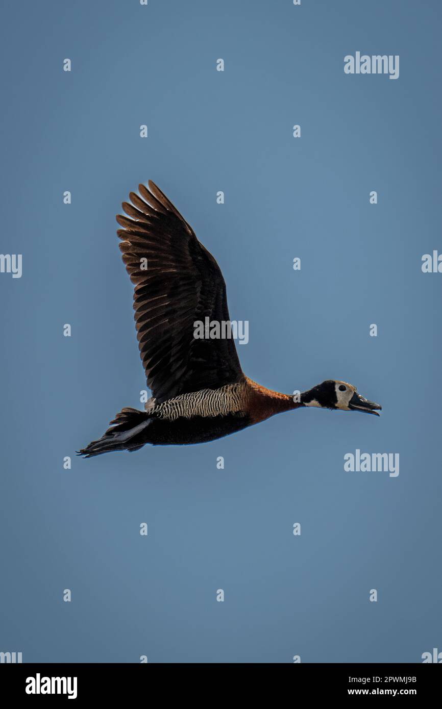 White-faced whistling-duck flies with both wings raised Stock Photo - Alamy