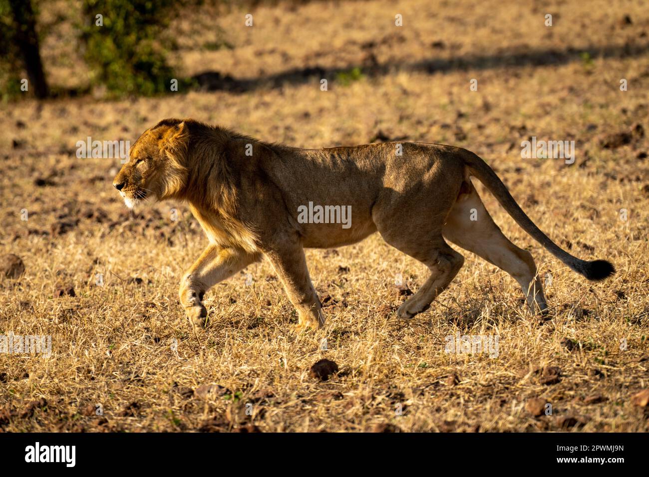 Lion runs hi-res stock photography and images - Alamy