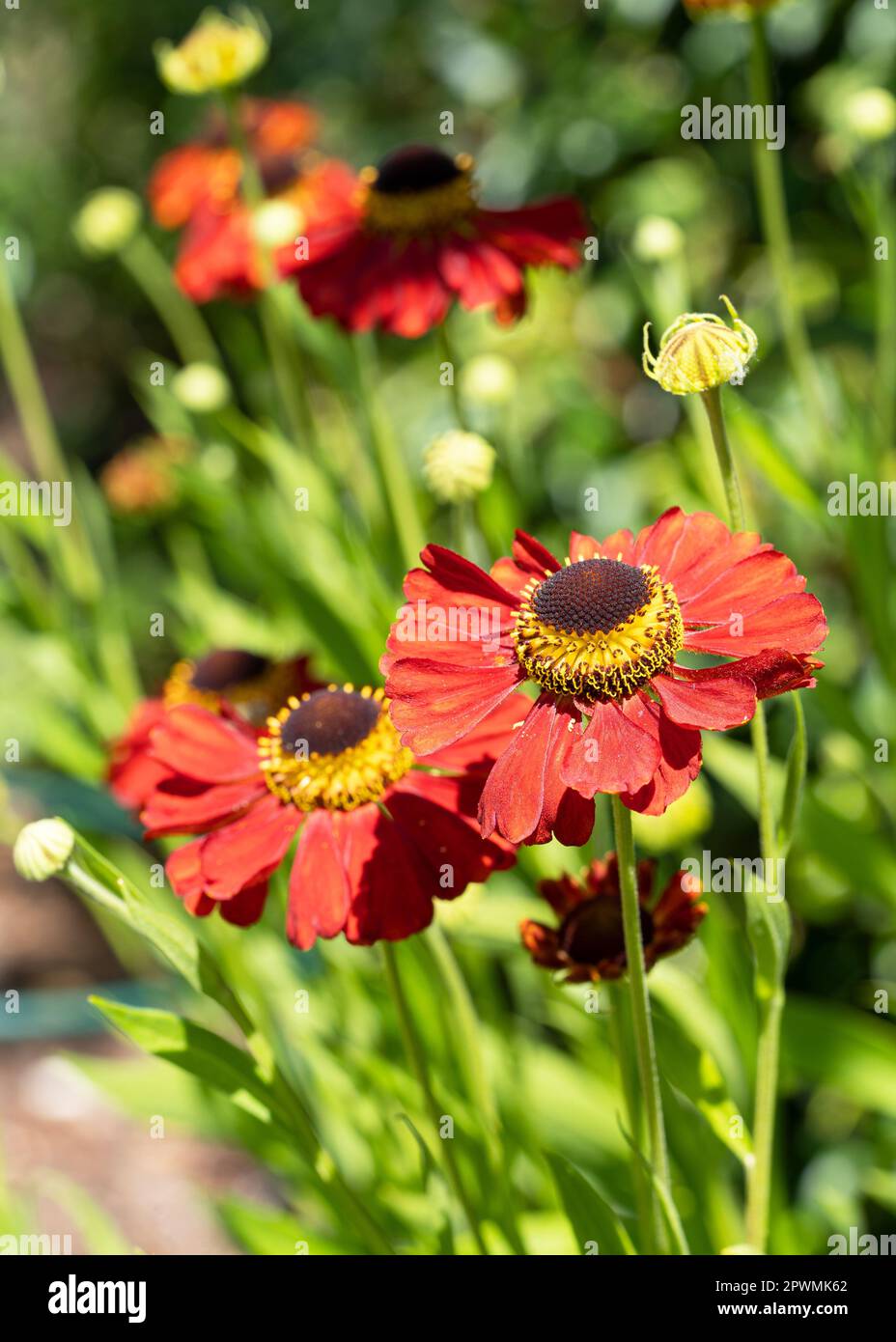 Helens Flower (Helenium), flowers of summertime Stock Photo - Alamy