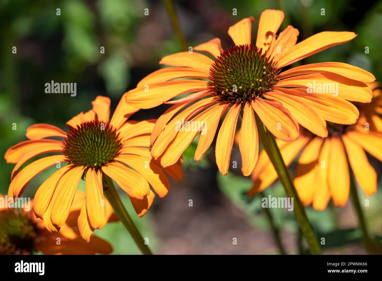 Coneflower (Echinacea purpurea), flowers of summer Stock Photo - Alamy