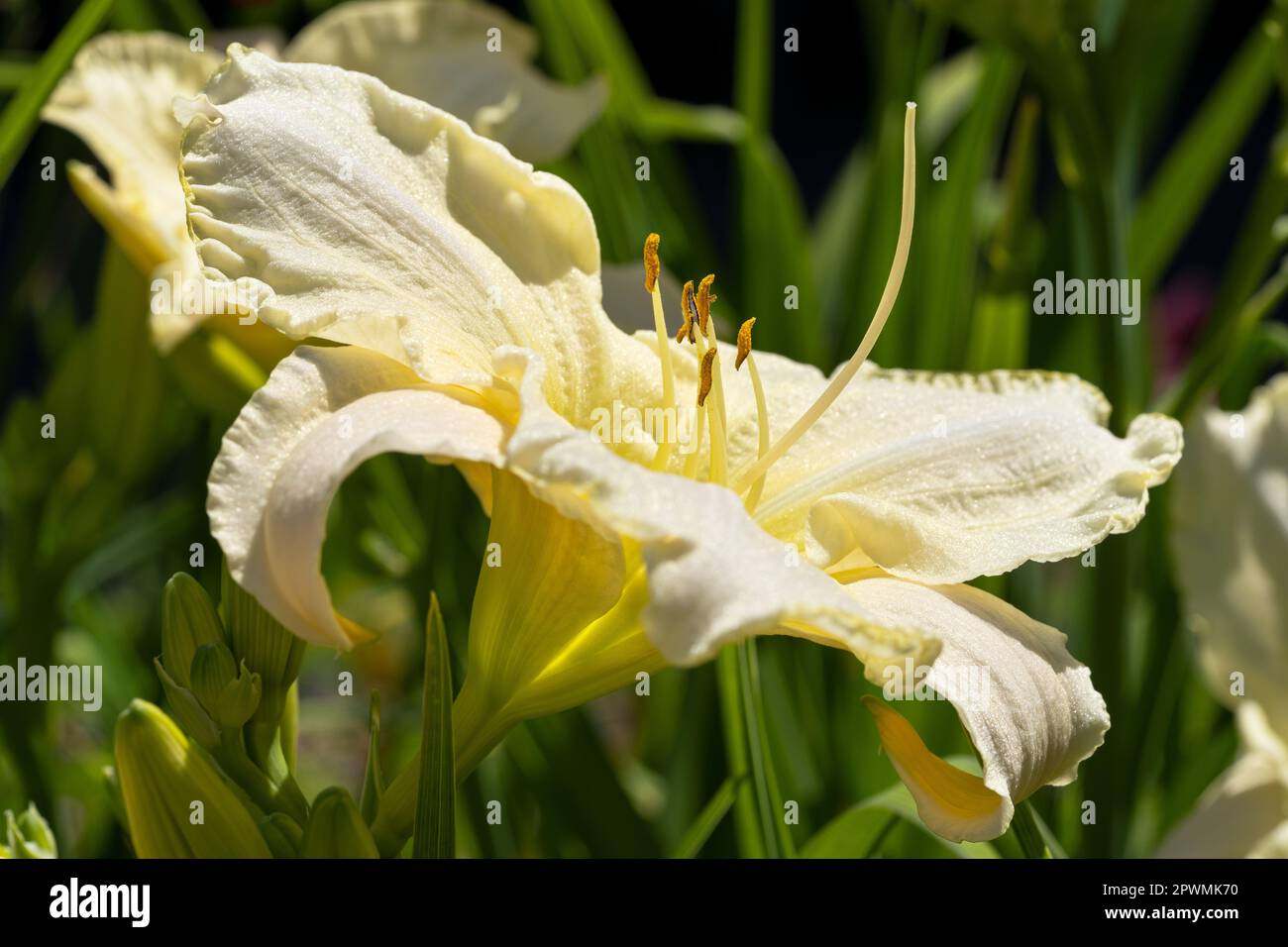 Day lily (Hemerocallis), close up of the flower head Stock Photo - Alamy