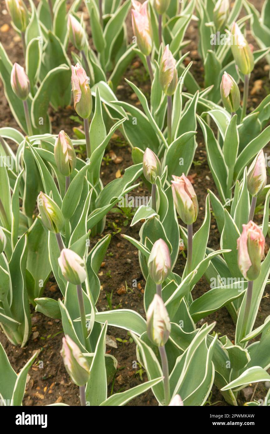 Classic cup shaped tulip flower hi-res stock photography and images - Alamy
