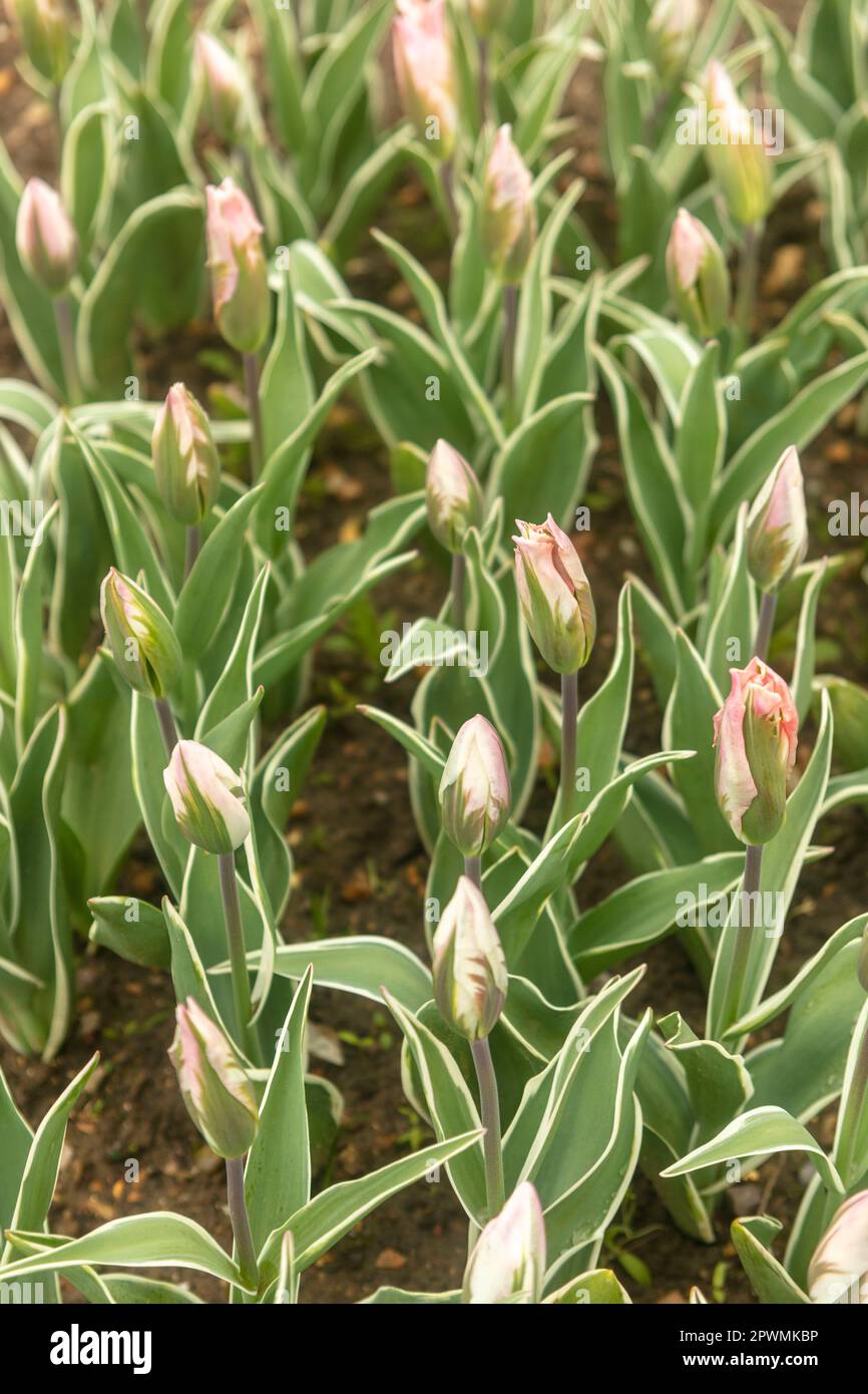 Tulipa 'China Town’, tulip 'China Town’. Natural close up flowering ...