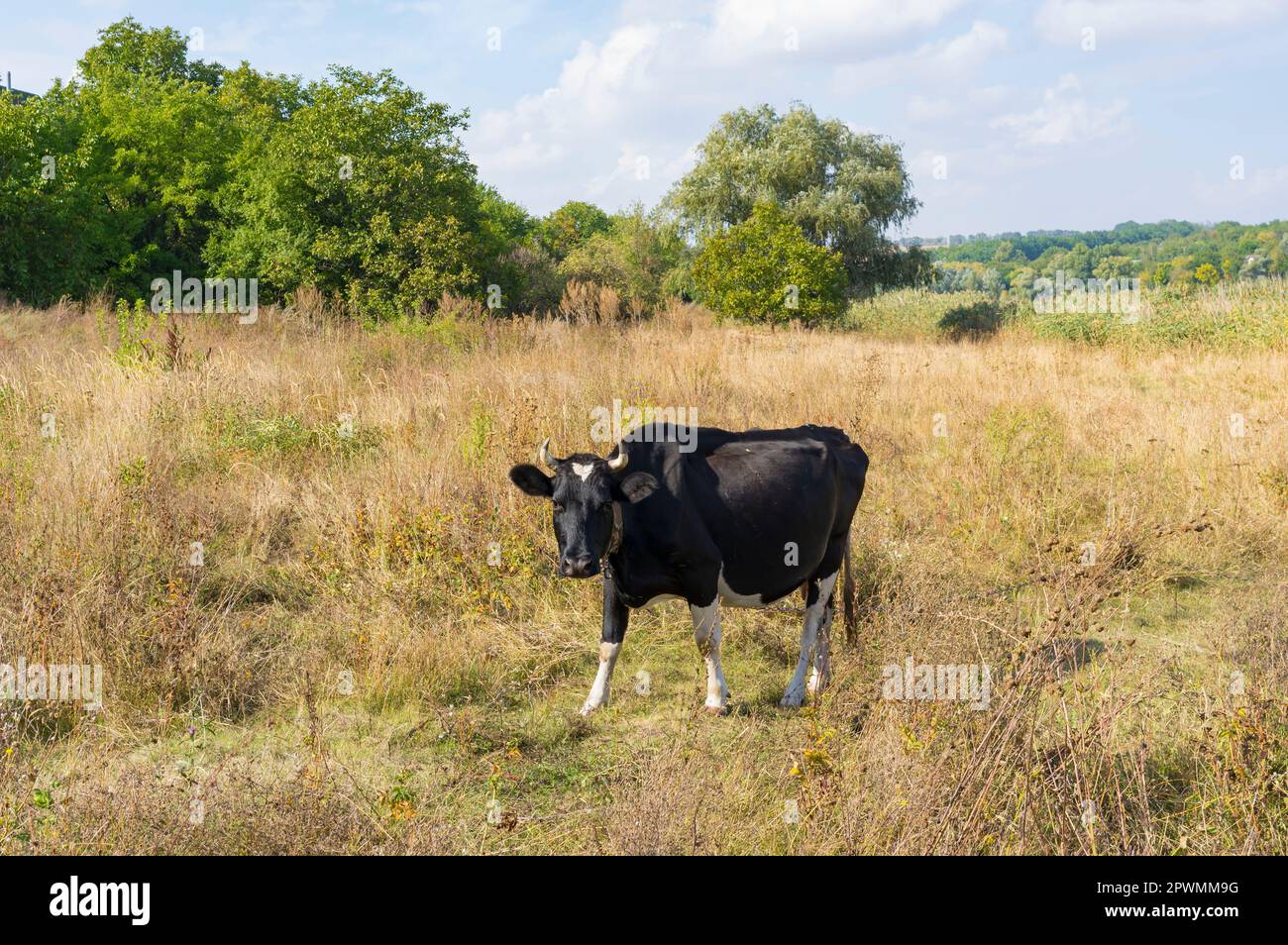 black and white cow standing chained on autumnal meadow and looking ...