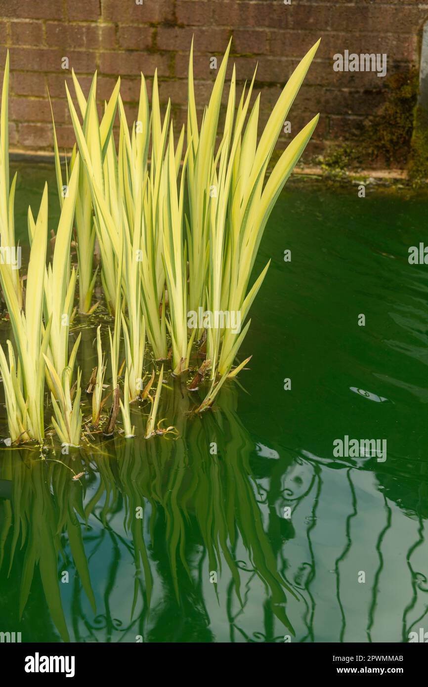 Newly emerging fans of leaves of iris Pseudacorus -Variegatum. Semi ...
