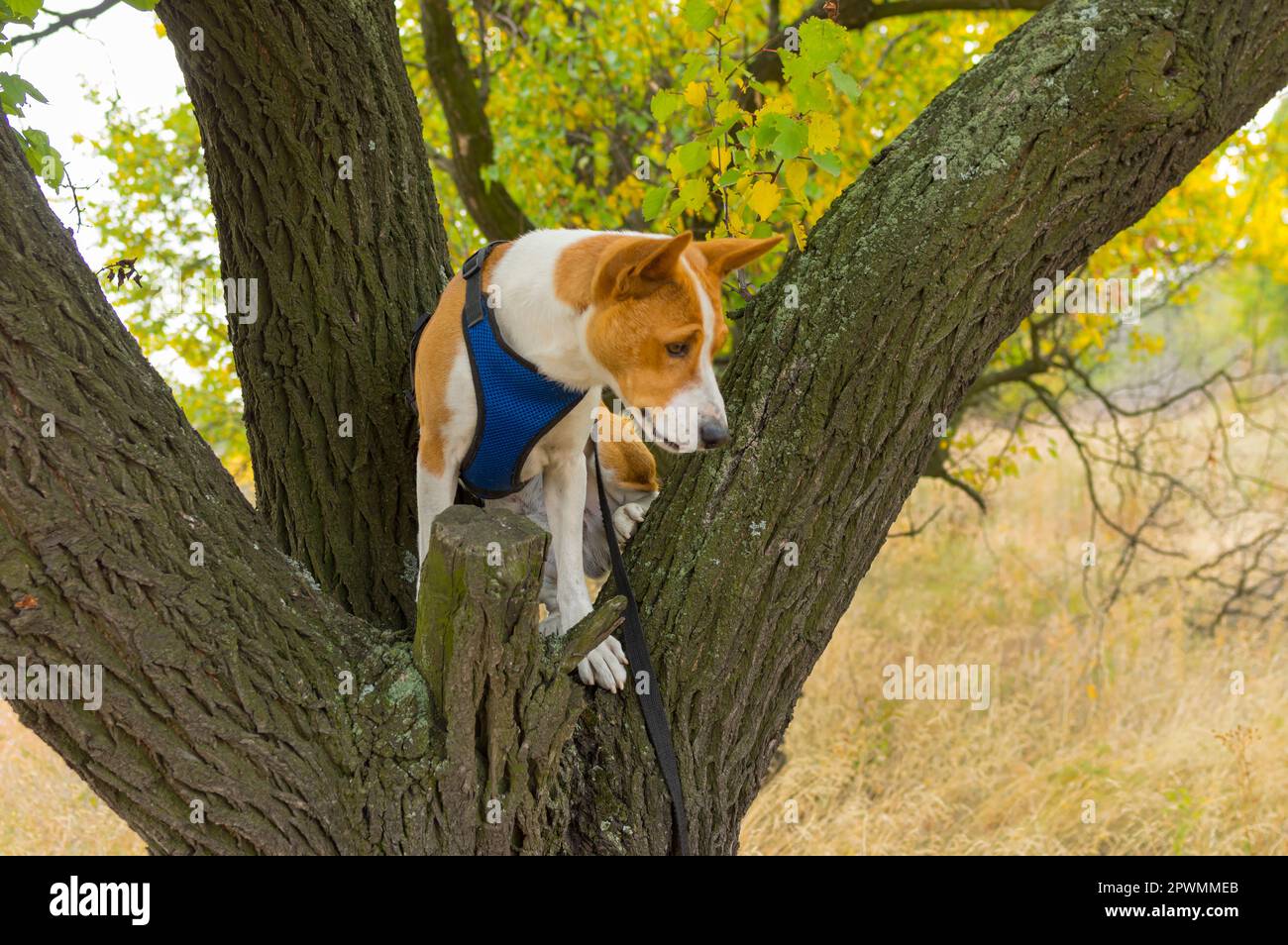 Portrait of mature basenji dog standing on wild pear tree branch and ...