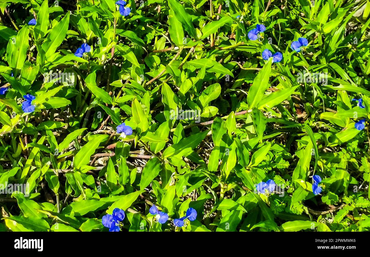 Blue small flowers in green tropical lawn in Tulum Quintana Roo Mexico ...