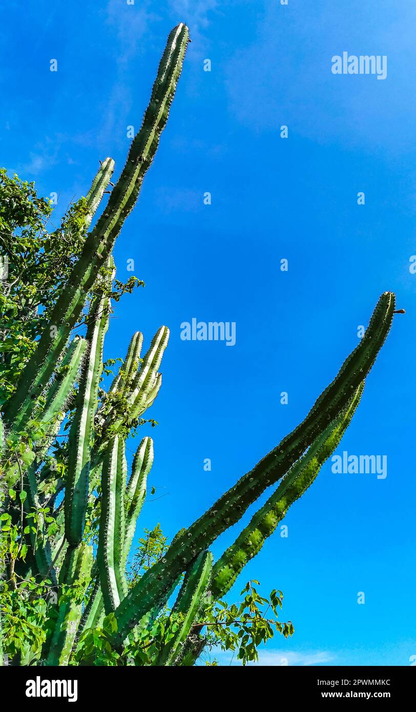 Tropical mexican cacti cactus jungle plants trees and natural forest ...