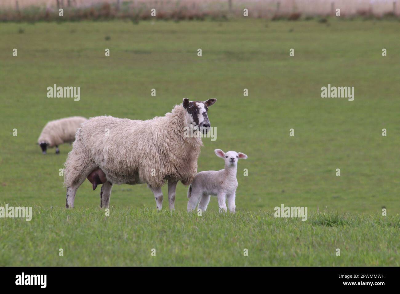 Sheep and lamb Stock Photo - Alamy