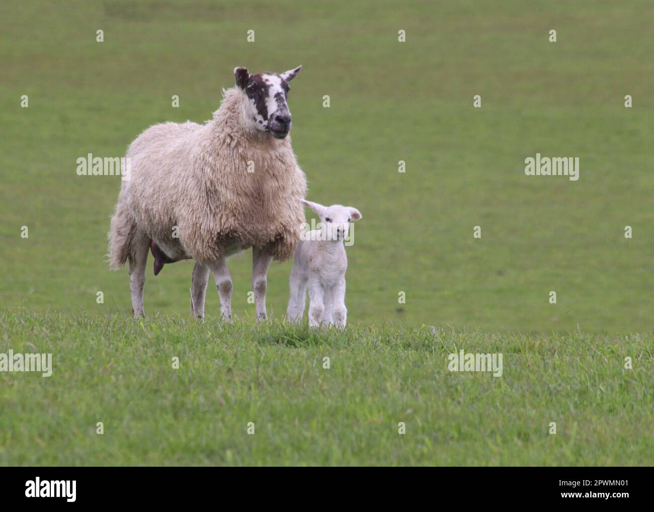 Sheep and lamb Stock Photo - Alamy