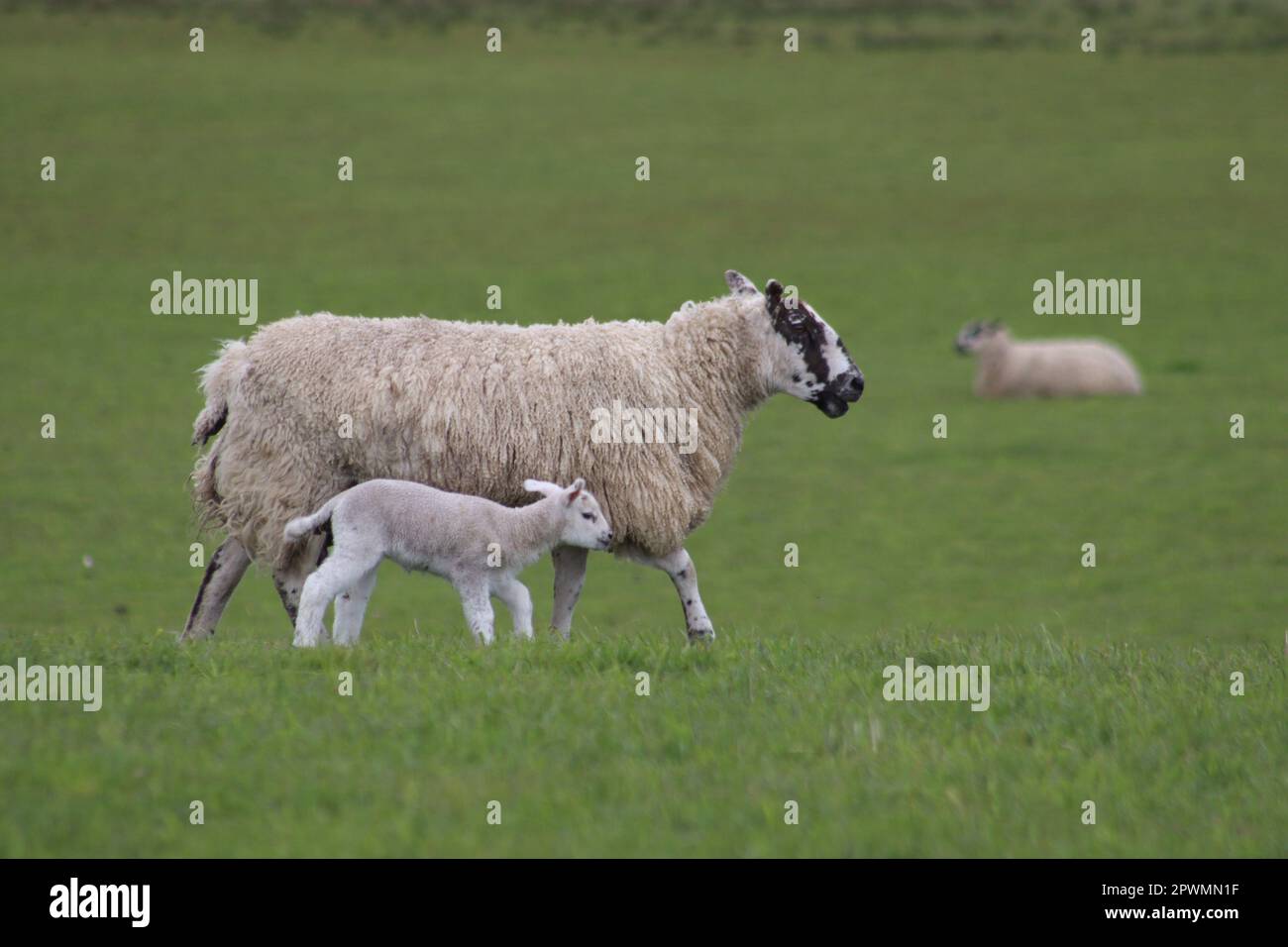 Sheep and lamb Stock Photo - Alamy
