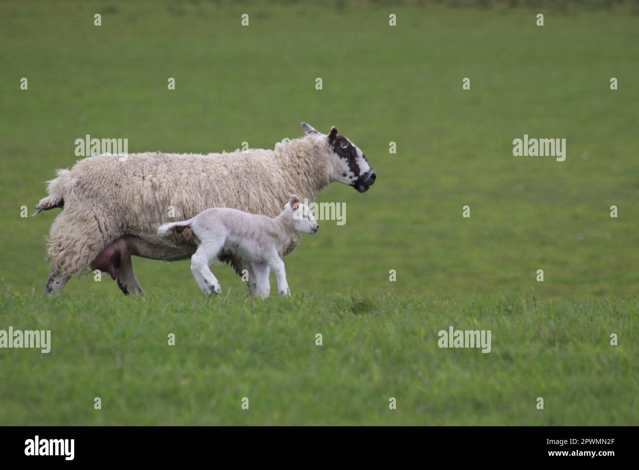 Domestic baby sheep jumping green meadow countryside hi-res stock ...