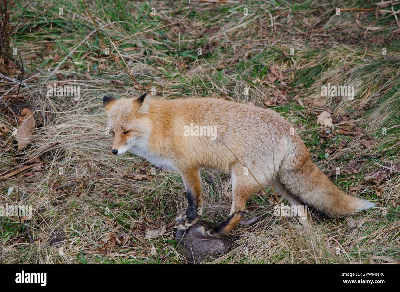 Ezo red fox Vulpes vulpes schrenckii. Utoro. Shiretoko Peninsula ...
