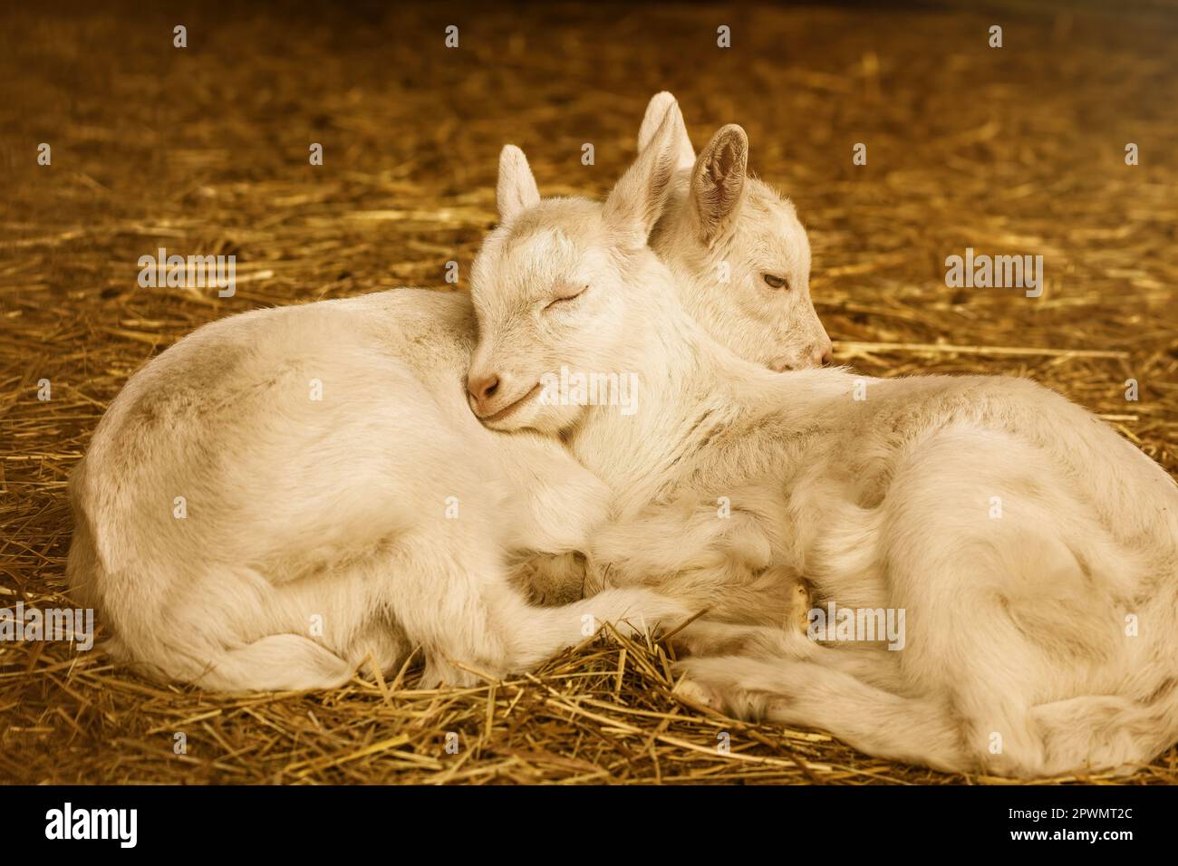 Baby goats sleeping hi-res stock photography and images - Alamy