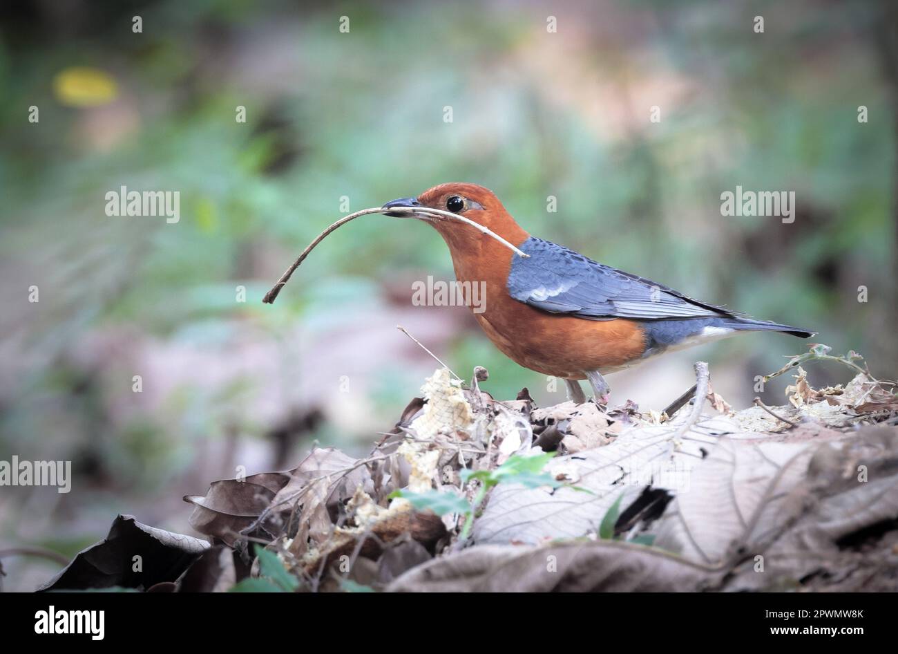 orange-headed thrush are collecting nesting materials from ground Stock ...