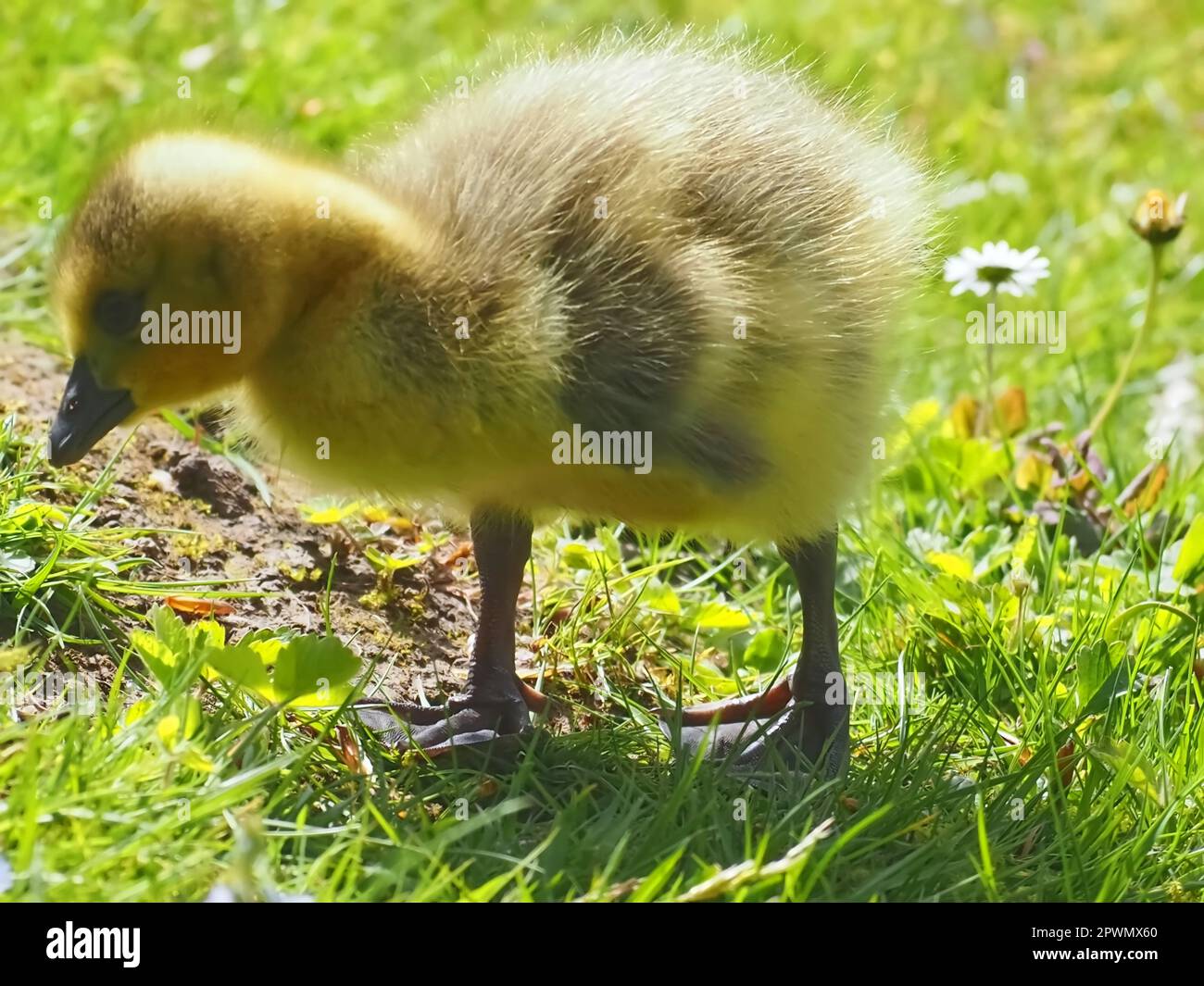 Cute newborn chick of a Canada goose in a meadow Stock Photo - Alamy