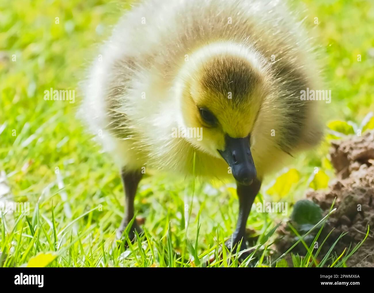Cute newborn chick of a Canada goose in a meadow Stock Photo - Alamy