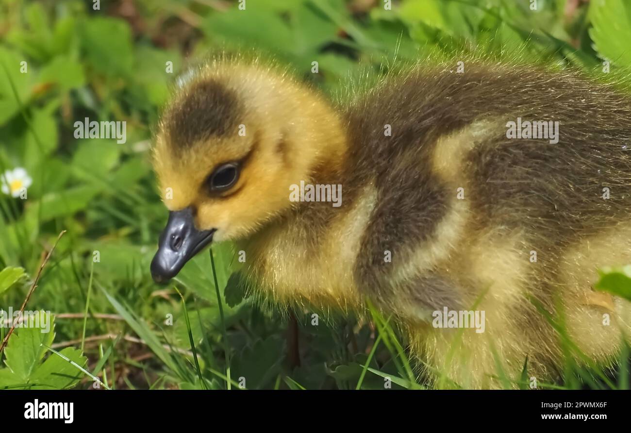 Cute newborn chick of a Canada goose in a meadow Stock Photo - Alamy