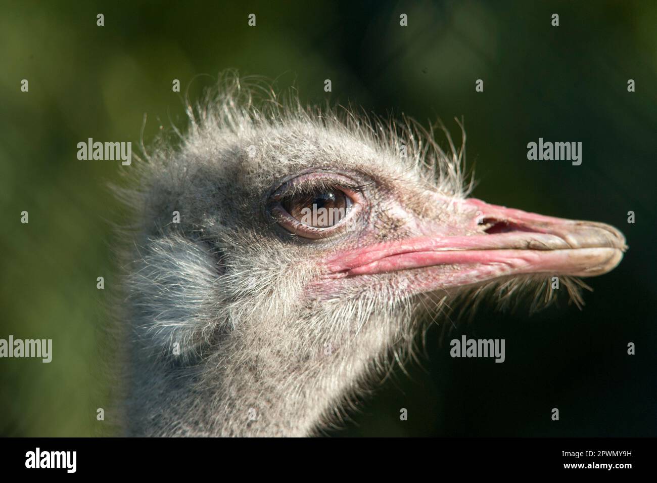 A head portrait of a bouquet of birds photographed with an extreme ...