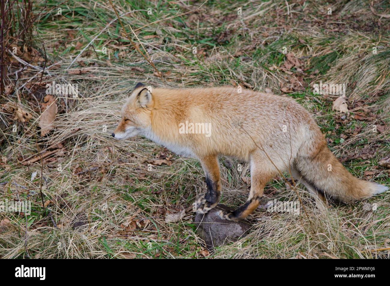 Ezo red fox Vulpes vulpes schrenckii. Utoro. Shiretoko Peninsula ...