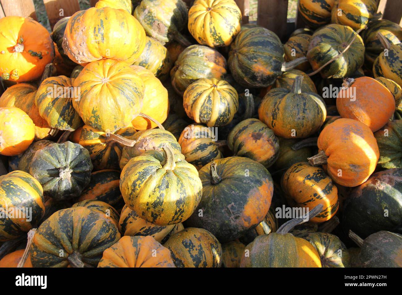 A Collection of Various Sizes and Colours of Pumpkins Stock Photo - Alamy