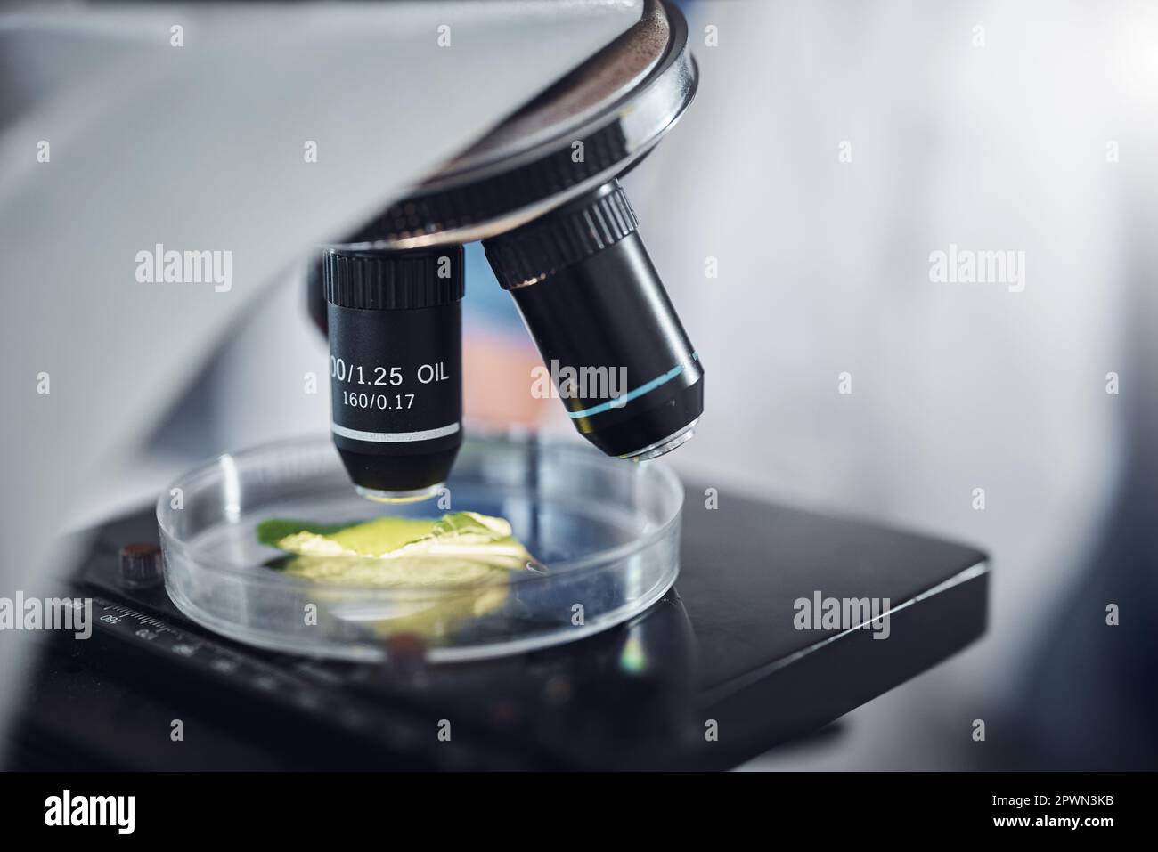 Science, research and plant sample on microscope for exam, lab test and ...