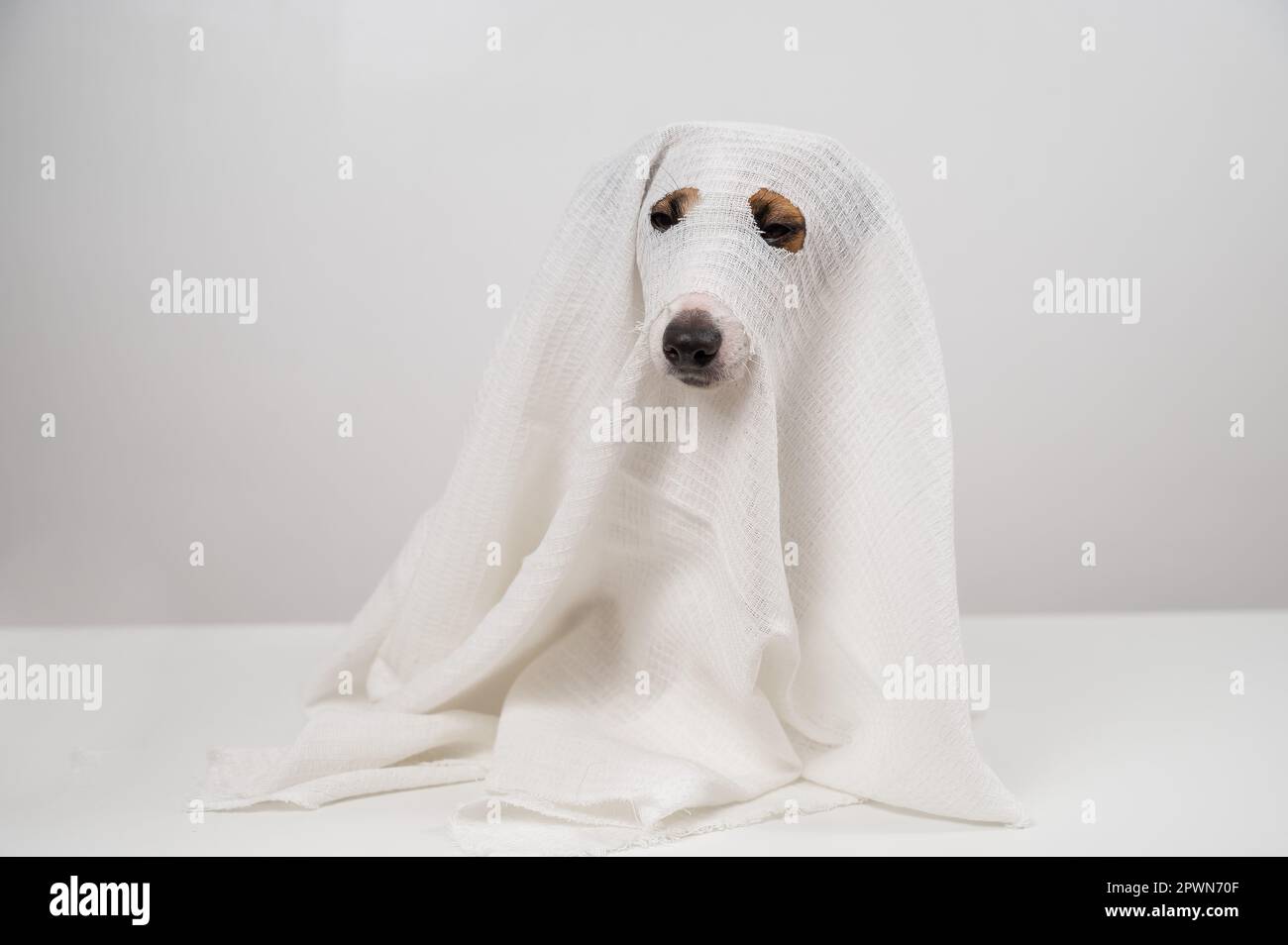 Dog Jack Russell Terrier in a ghost costume on a white background Stock ...