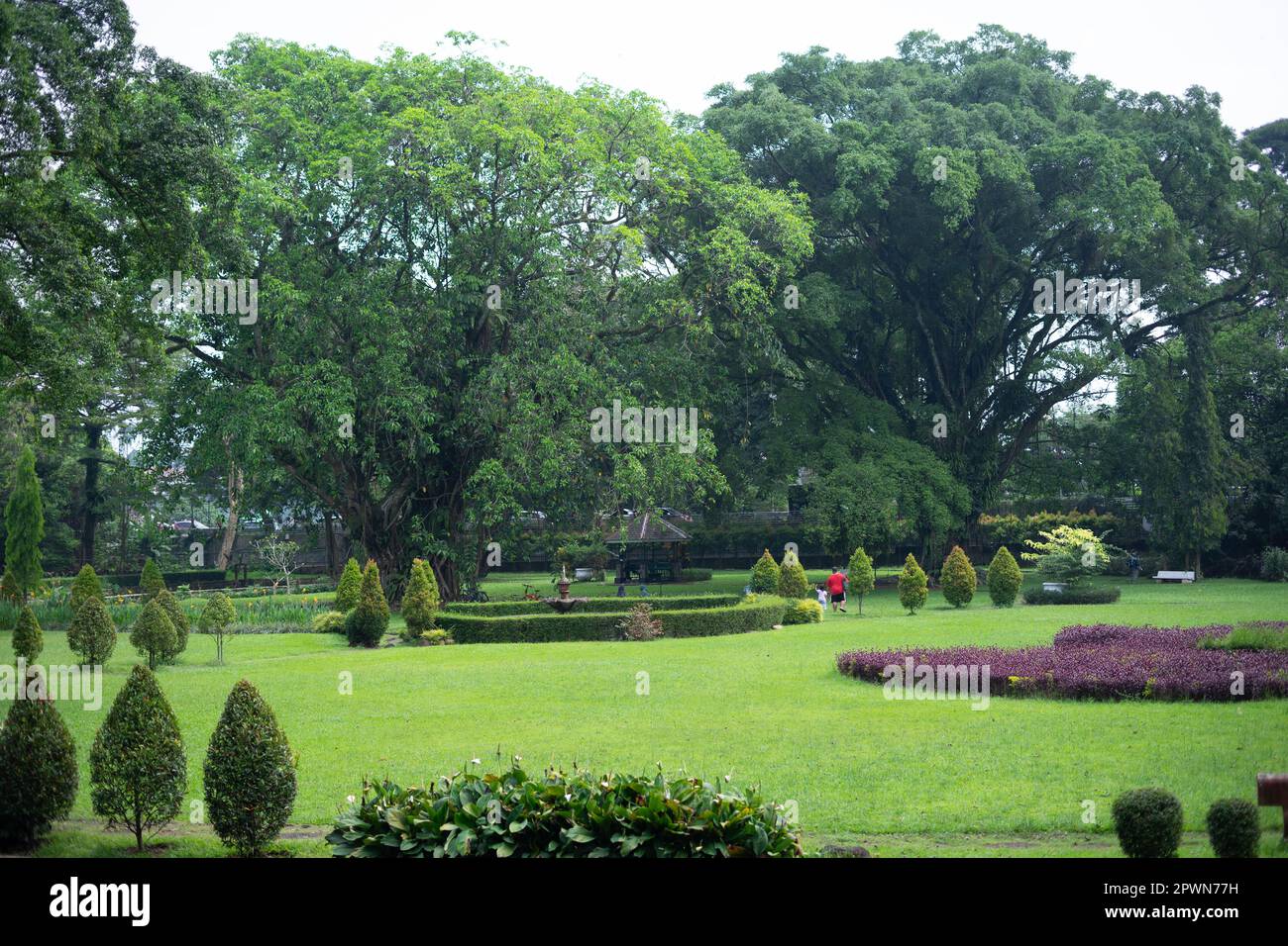 iconic Bogor Botanical Gardens with extensive grass and trees Stock ...