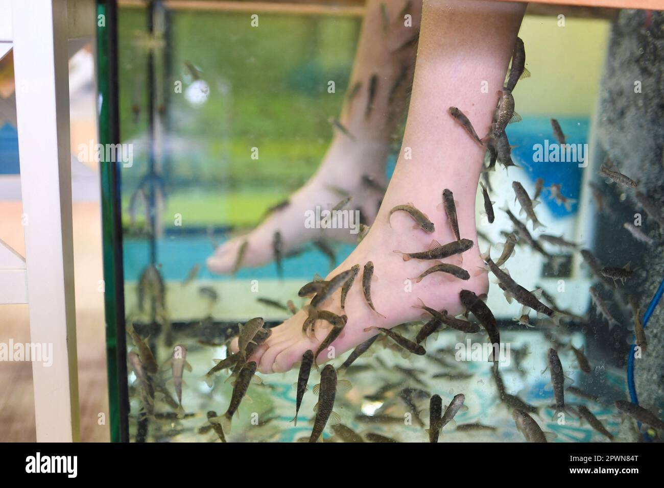 Illustration of a Fish pedicure SPA in Saintes Maries de la Mer in the ...