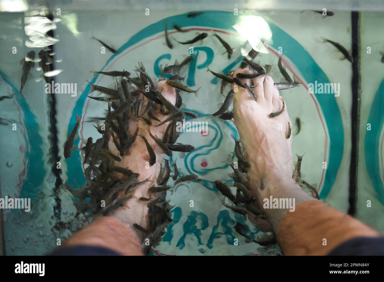 Illustration of a Fish pedicure SPA in Saintes Maries de la Mer in the ...