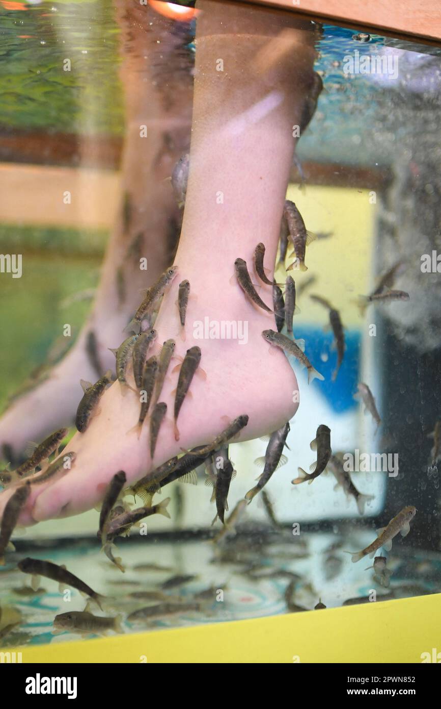 Illustration of a Fish pedicure SPA in Saintes Maries de la Mer in the ...