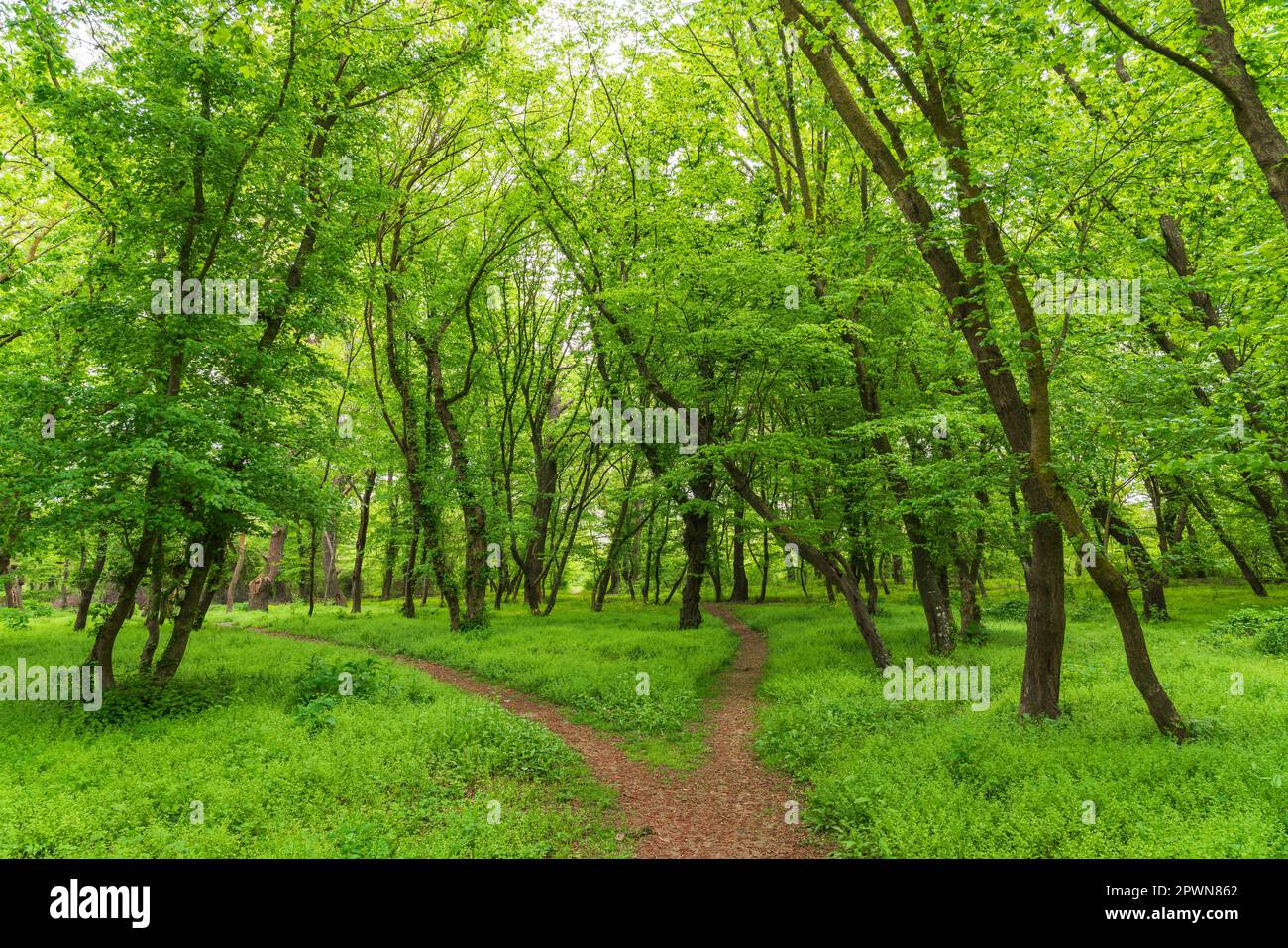 Mixed forest spring scenery hi-res stock photography and images - Alamy