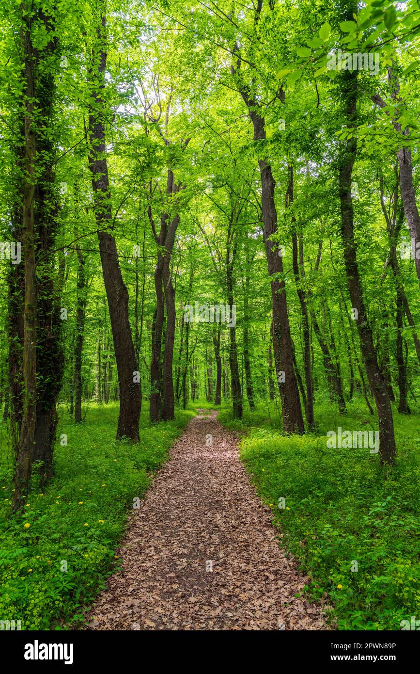 Lush forest path fallen leaves hi-res stock photography and images - Alamy