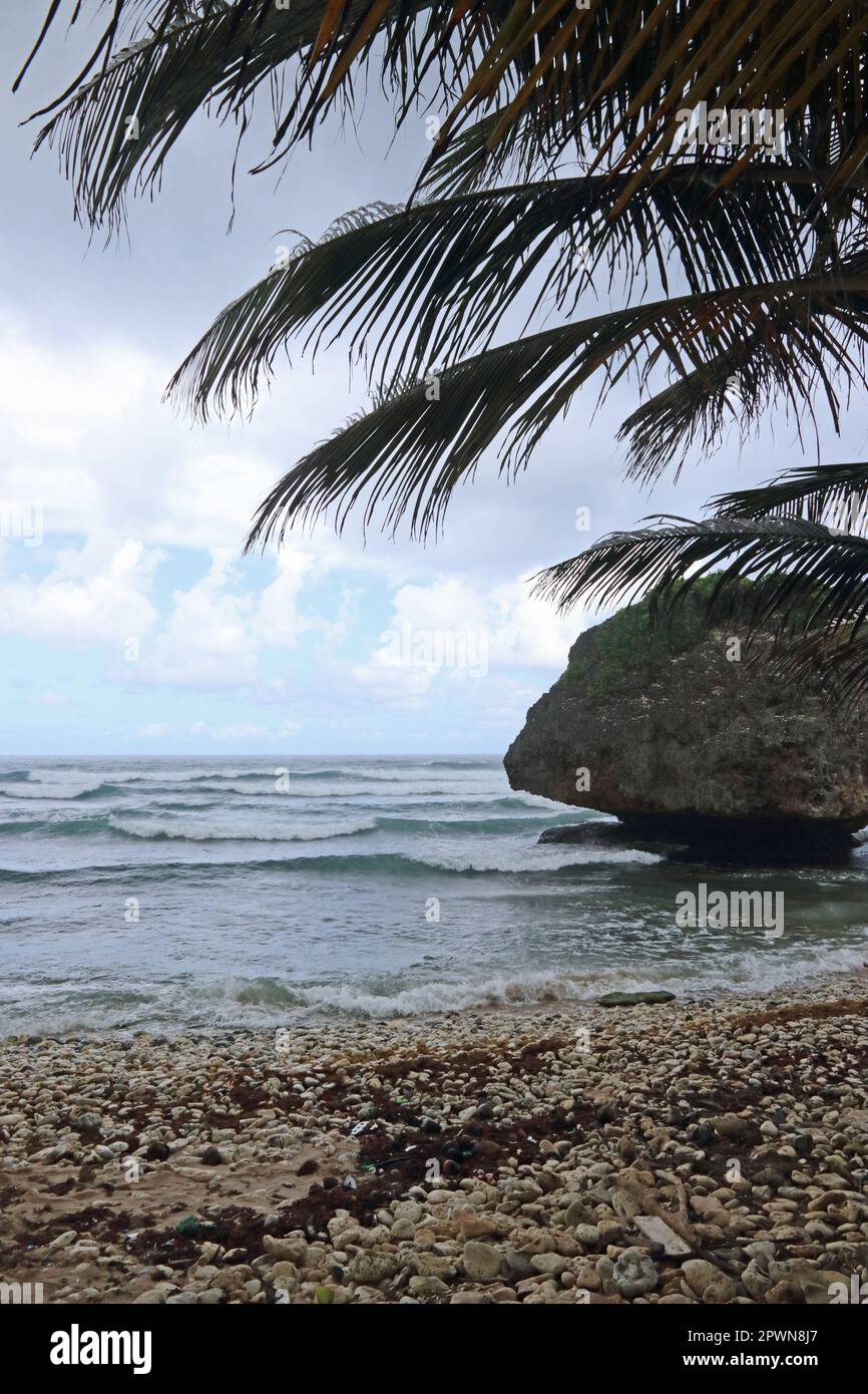 Palm tree, rock and beach, Bathsheba, Barbados Stock Photo - Alamy
