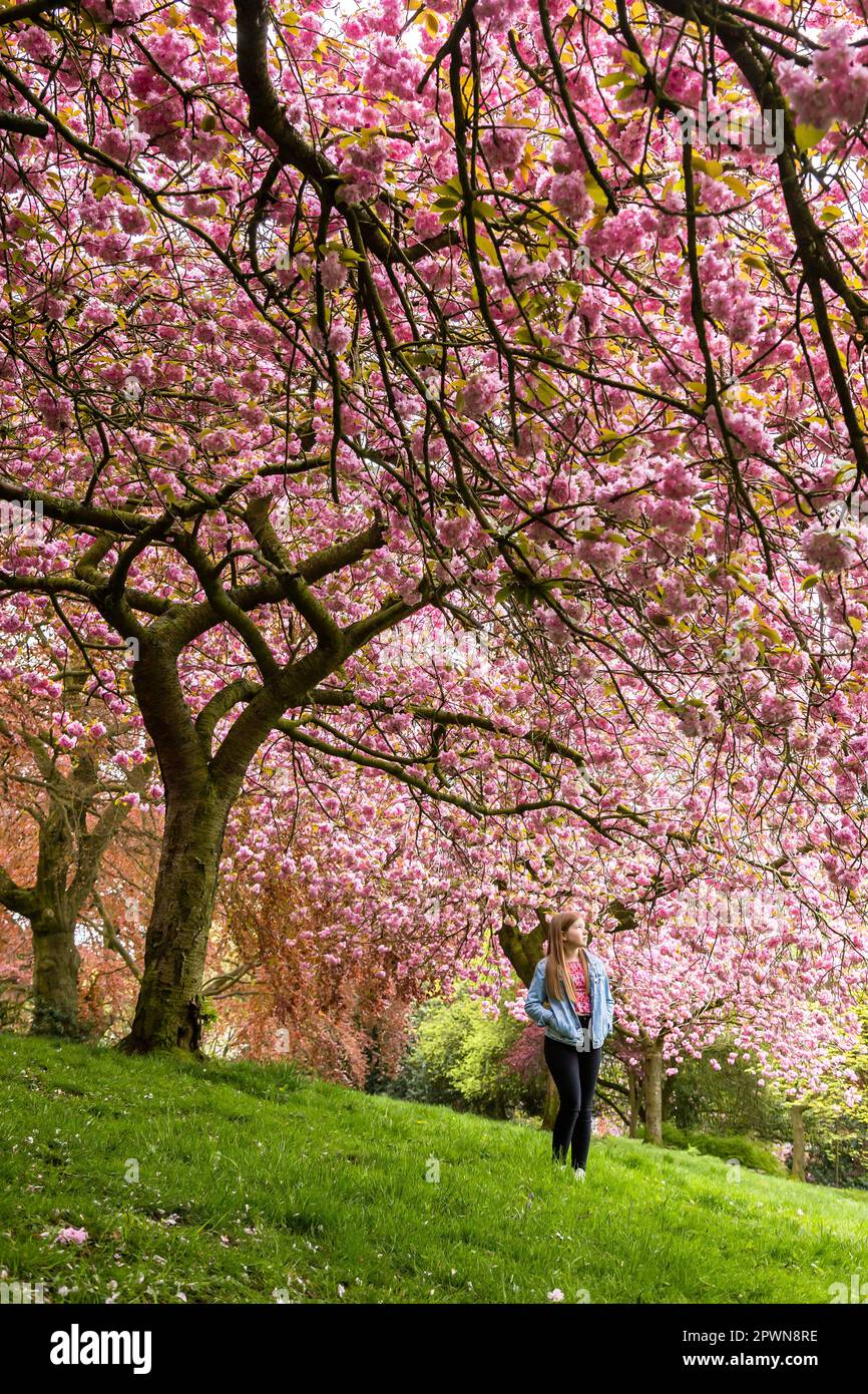 Halesowen, West Midlands, UK. 1st May, 2023. 11-year-old Philippa Hall ...