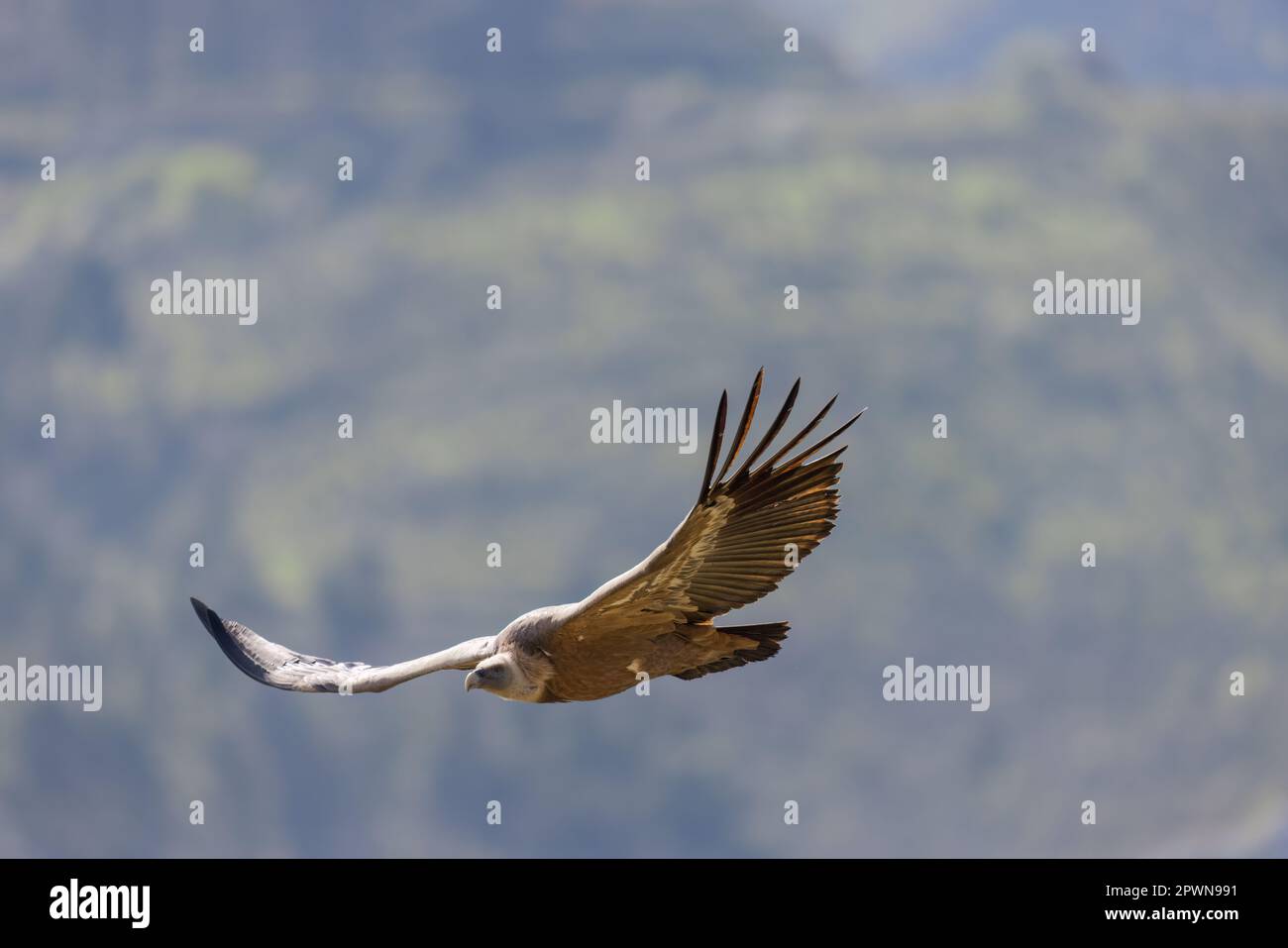The Eurasian griffon vulture (Gyps fulvus) in Sicily, Italy Stock Photo ...
