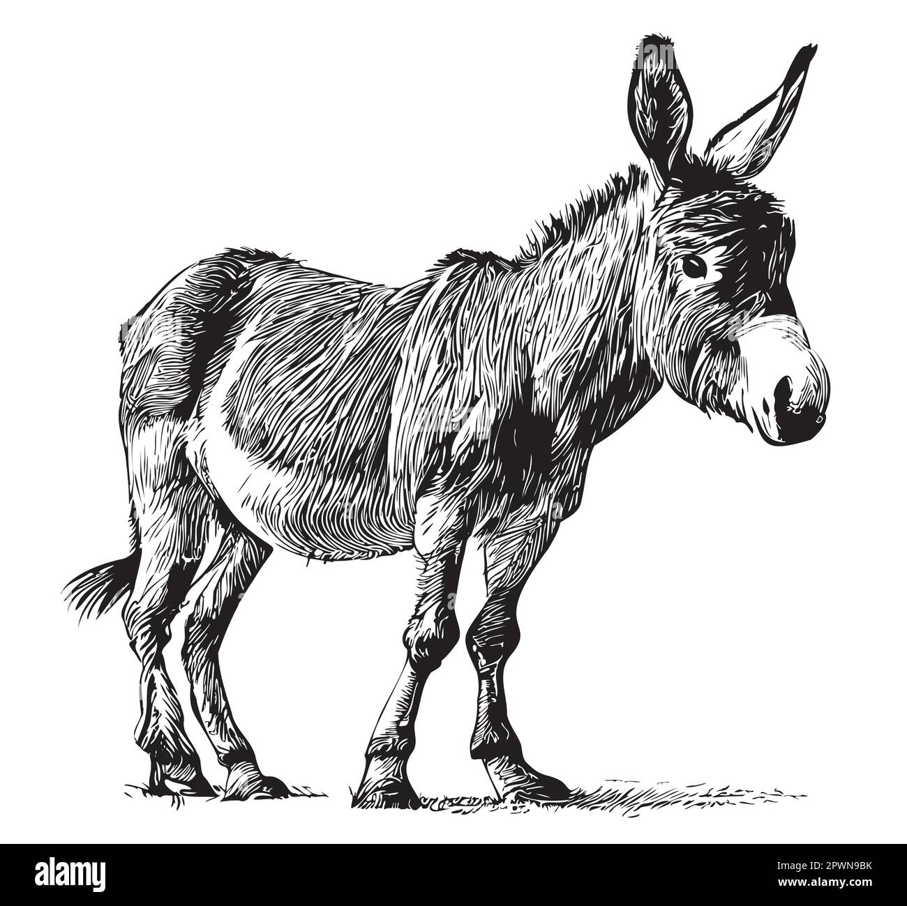 Donkey cute hand drawn sketch illustration Domestic animals Stock ...