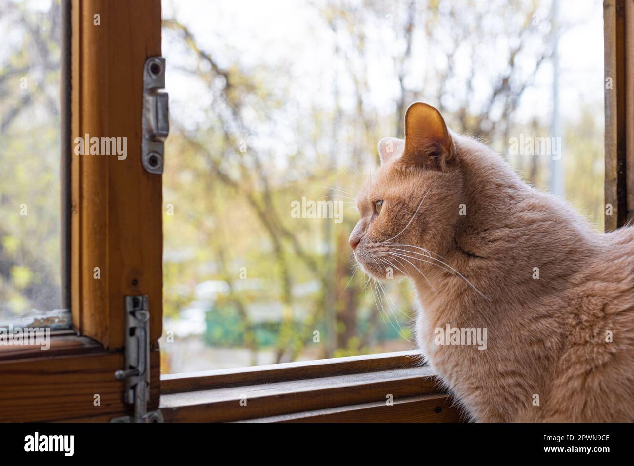 domestic cat looks out the window to the street. curious cat looking ...