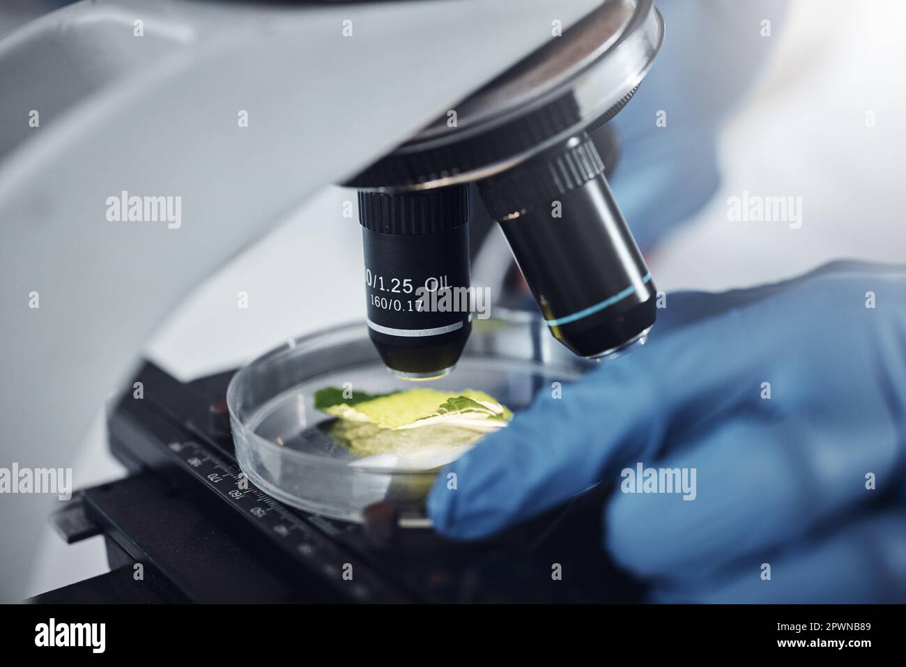 Science, research and plant sample on microscope for exam, lab test and ...