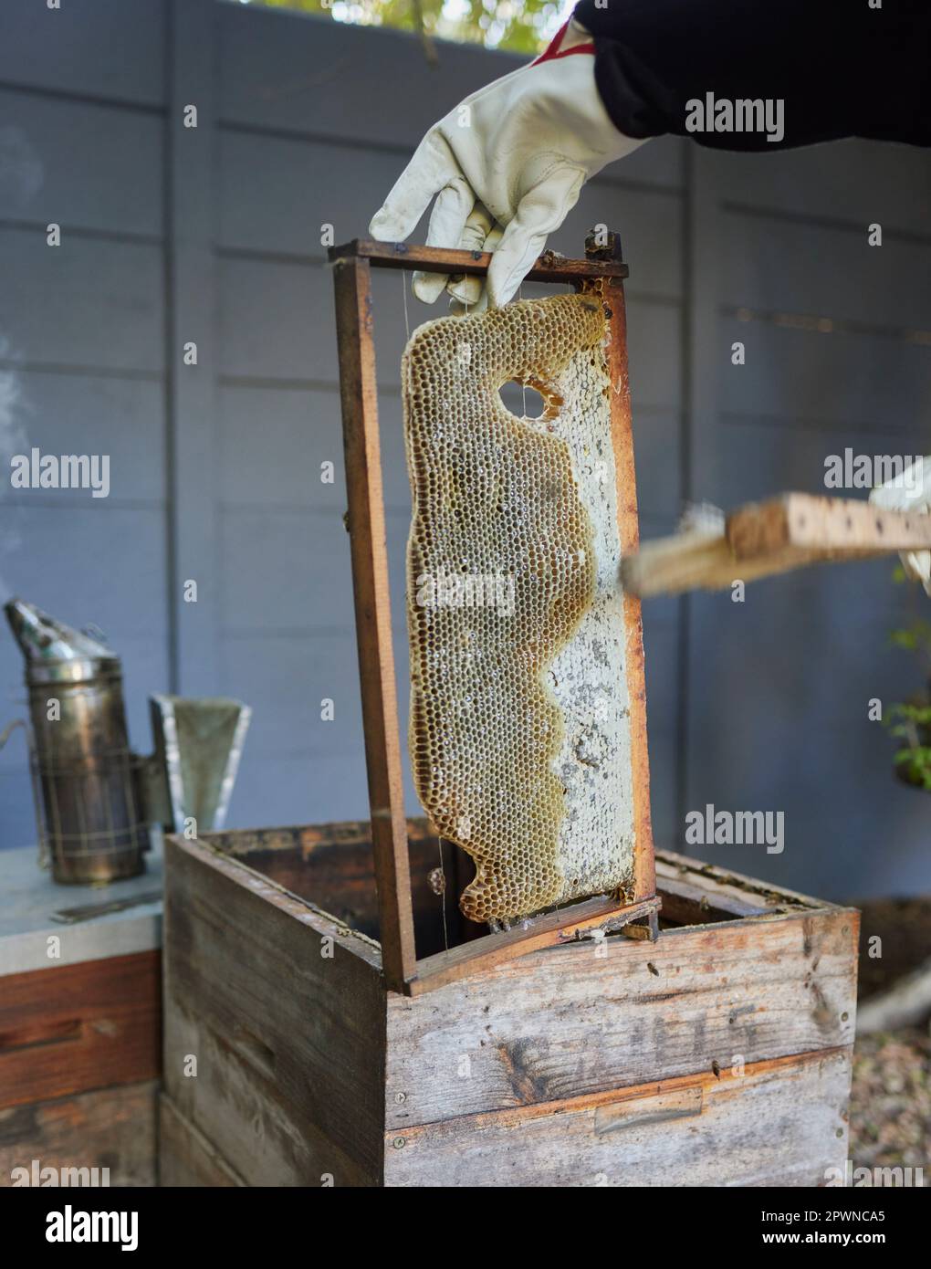 Bees, farm and beekeeper in honey production on an outdoor factory on a ...