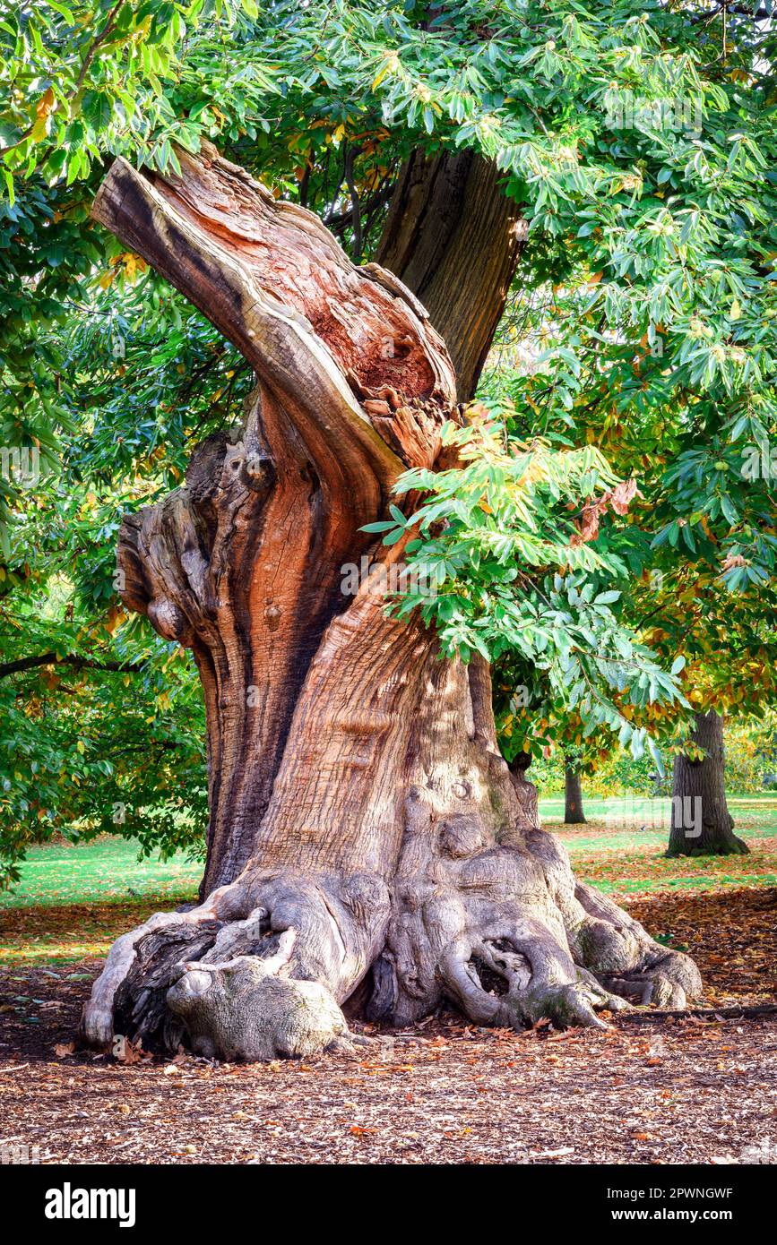 Twisted old tree hi-res stock photography and images - Alamy