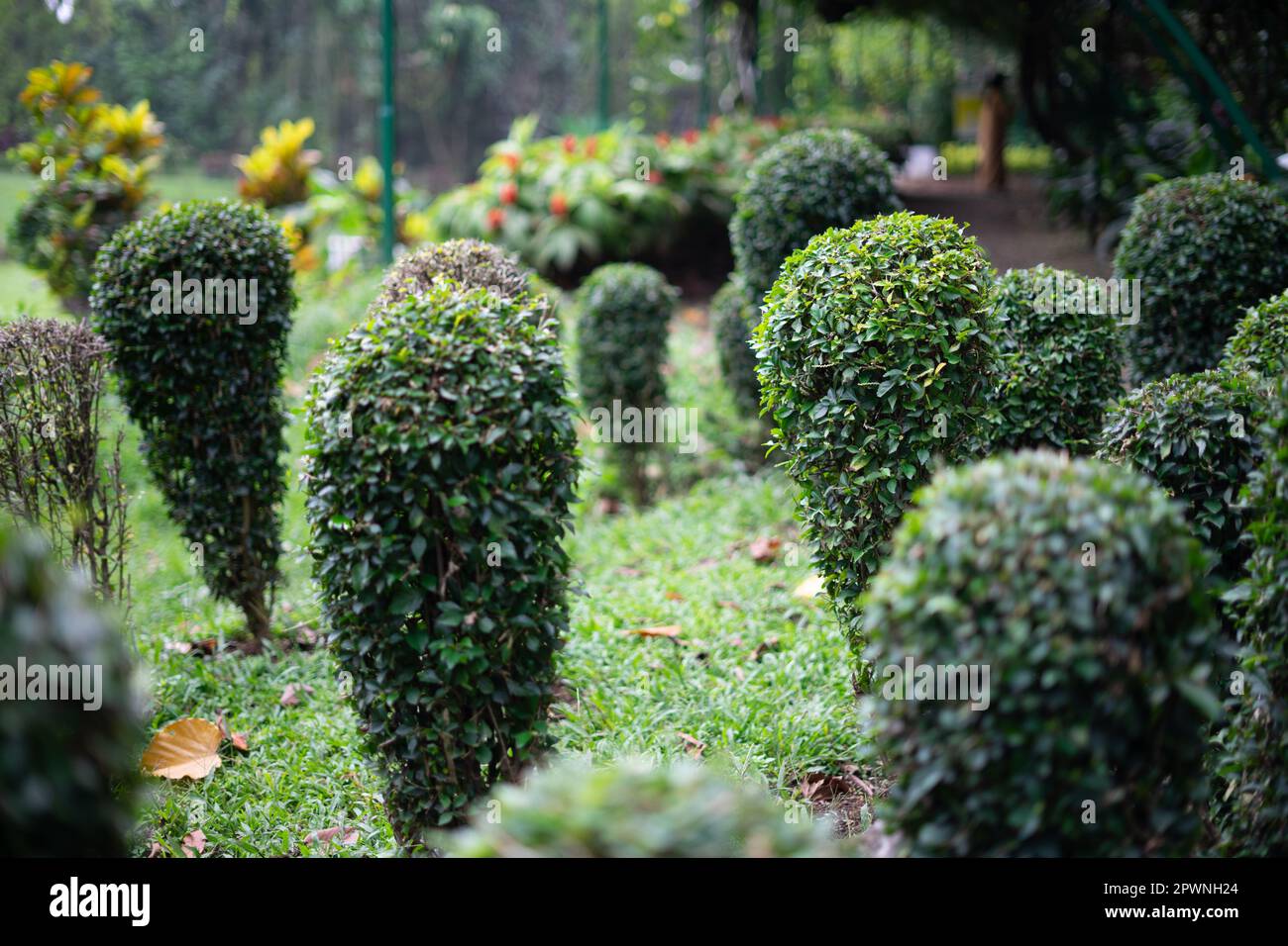 Wild Privet Ligustrum hedge nature texture Sampel seni topiary, in ...