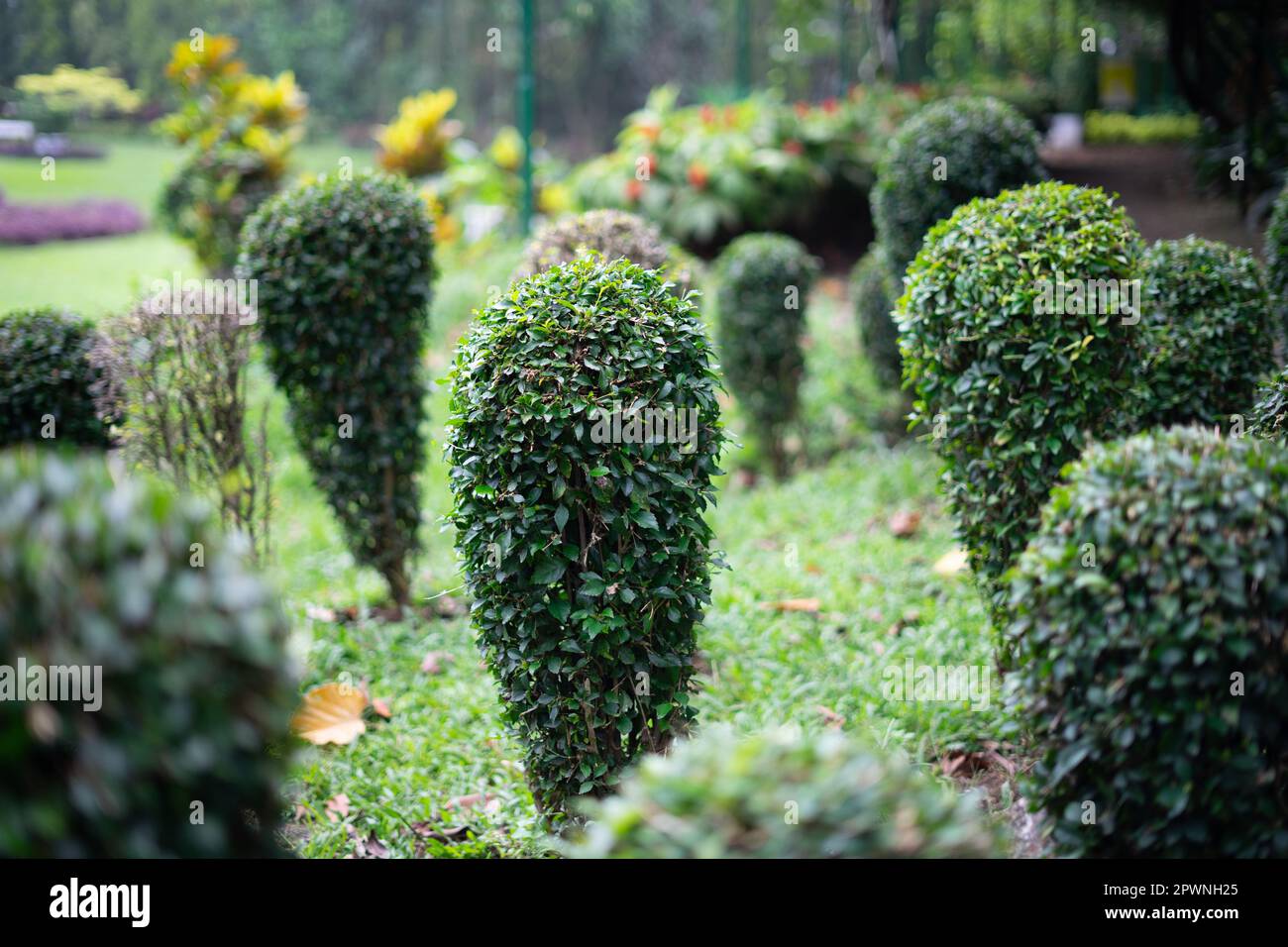 Wild Privet Ligustrum hedge nature texture Sampel seni topiary, in ...