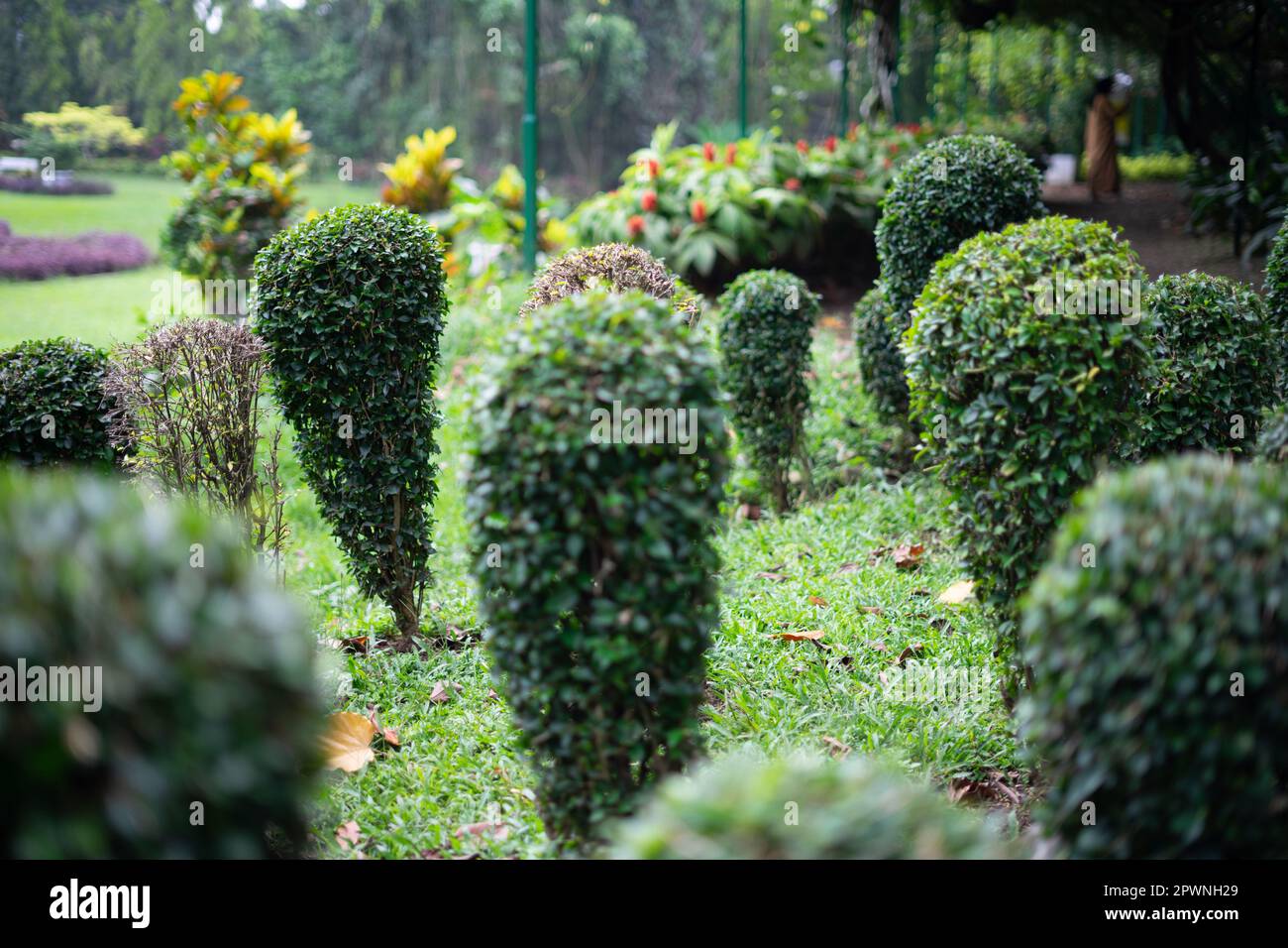 Wild Privet Ligustrum hedge nature texture Sampel seni topiary, in ...