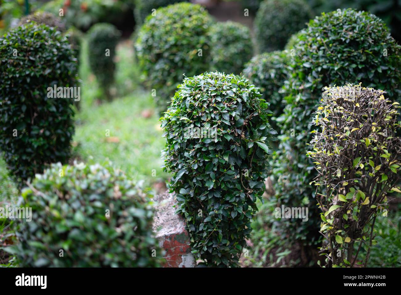 Wild Privet Ligustrum hedge nature texture Sampel seni topiary, in ...